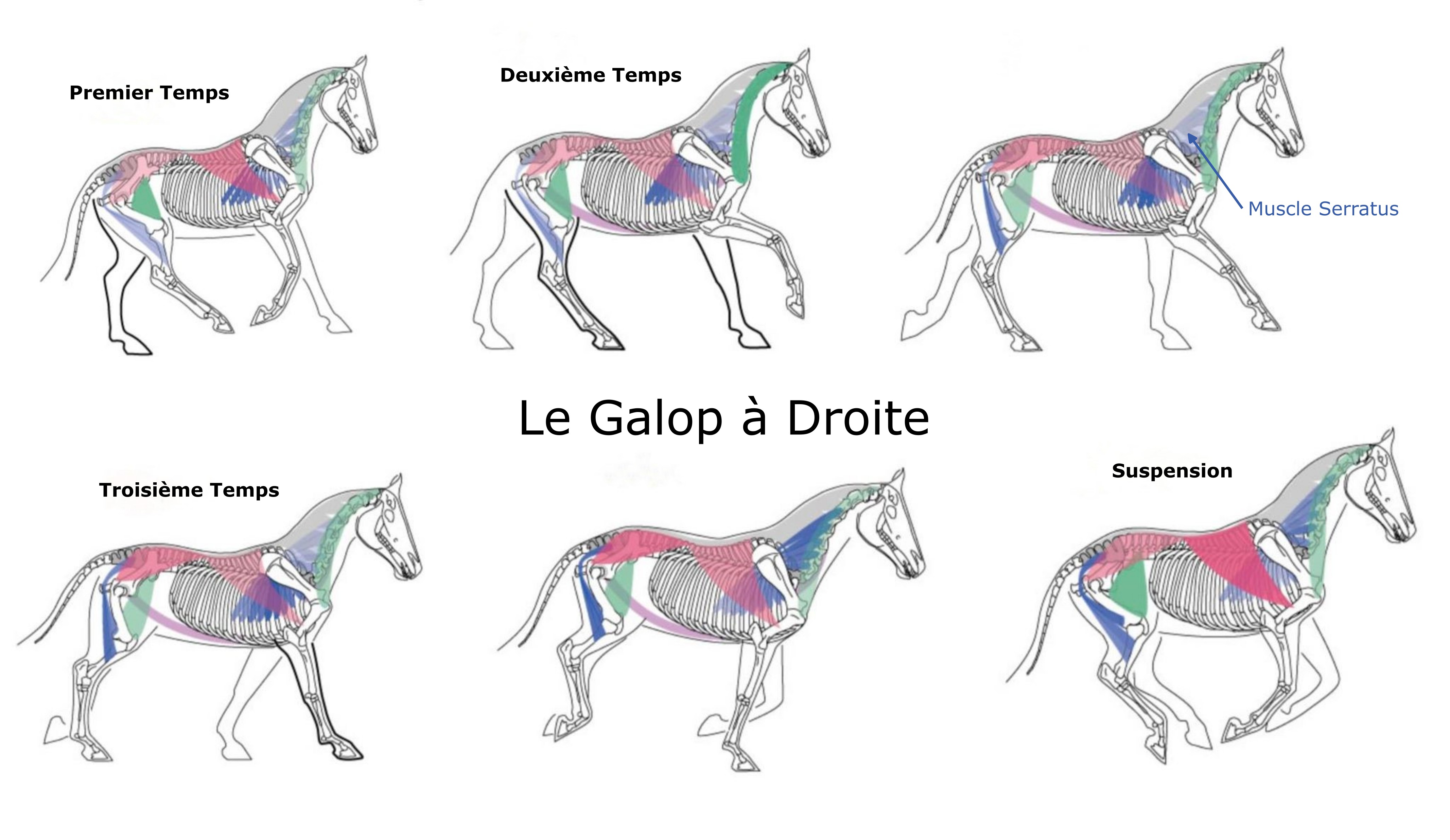 Contre-galop: mieux comprendre pourquoi le faire pour mieux le faire ...